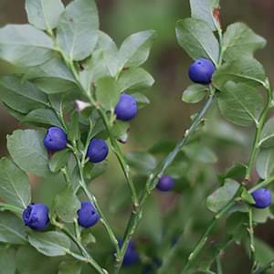 SightCare Ingredients: Lutein, Zeaxanthin | Clinically Proven
